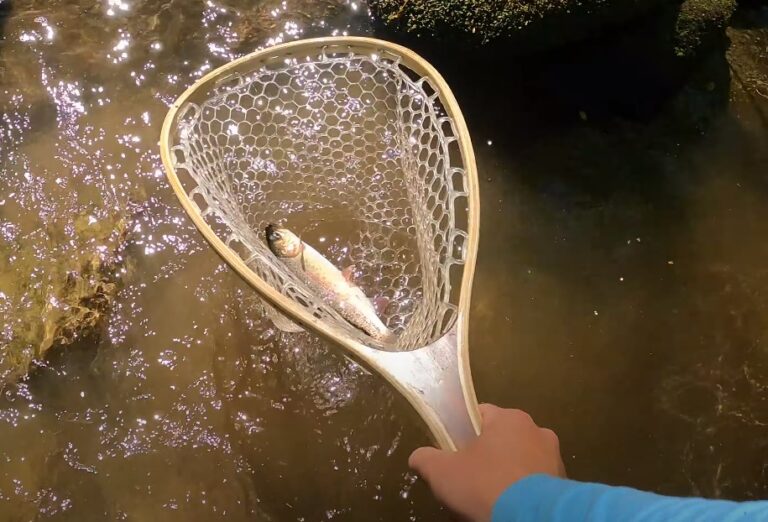 Guide to Fishing the Lower Etowah River - Maximize Your Success ...